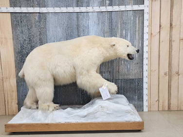 Full Body Mount Standing Brown Bear Taxidermy - Jun 23, 2013 | Leonard ...