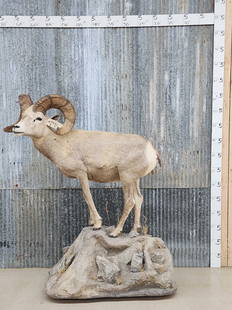Red Sheep Full Body Taxidermy Mount