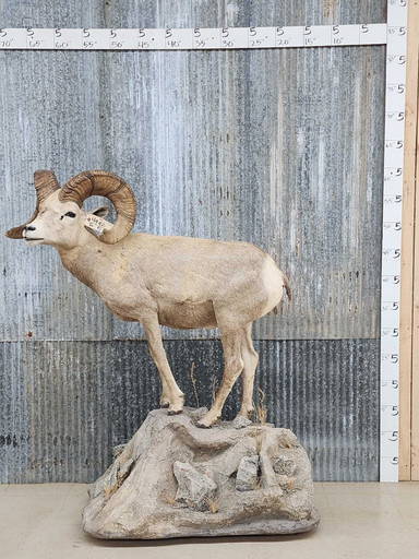 Desert Bighorn Sheep Full Body Taxidermy Mount