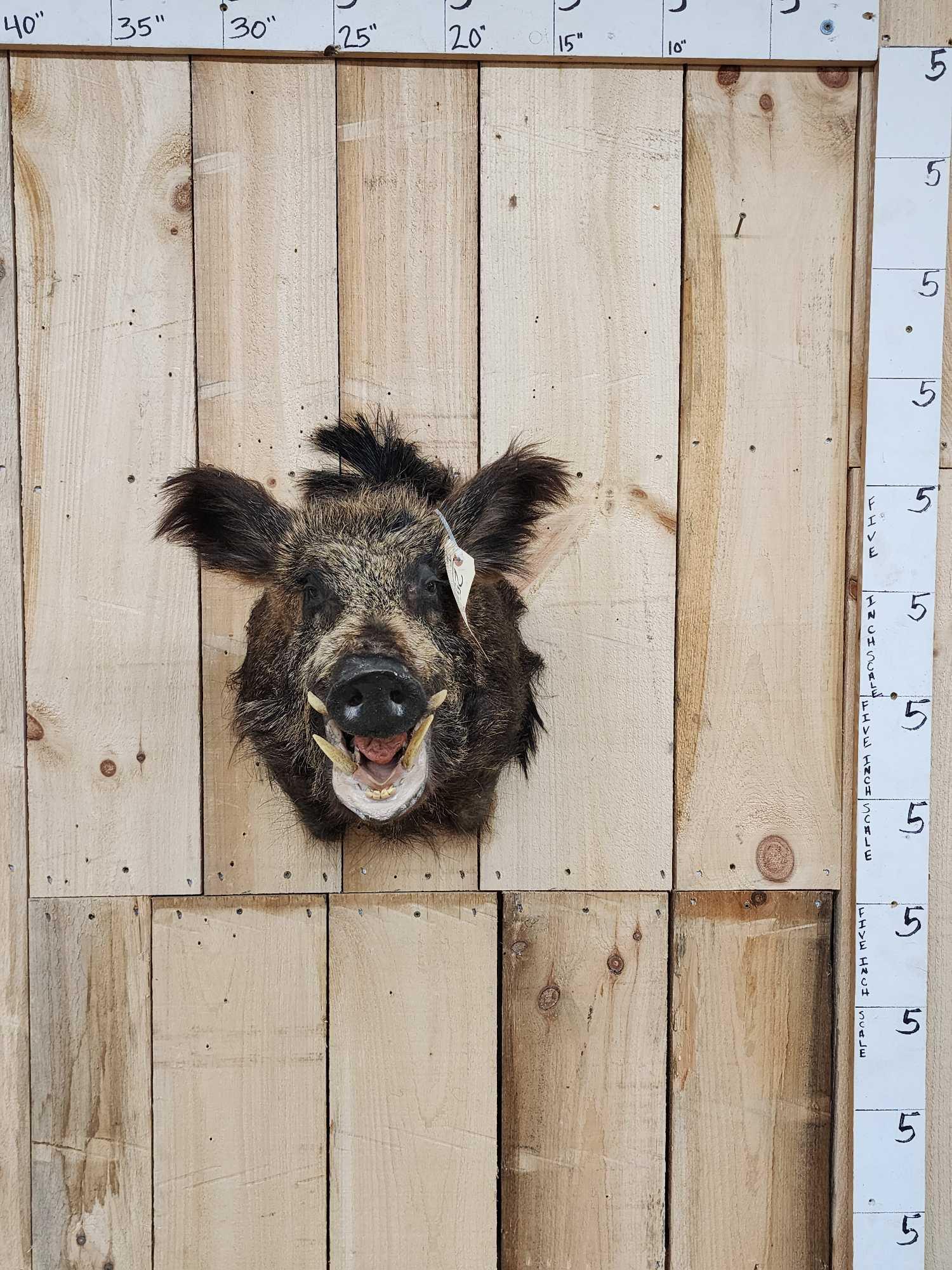 Russian Wild Boar Hog Shoulder Mount Taxidermy - Mar 18, 2023 | Circle ...