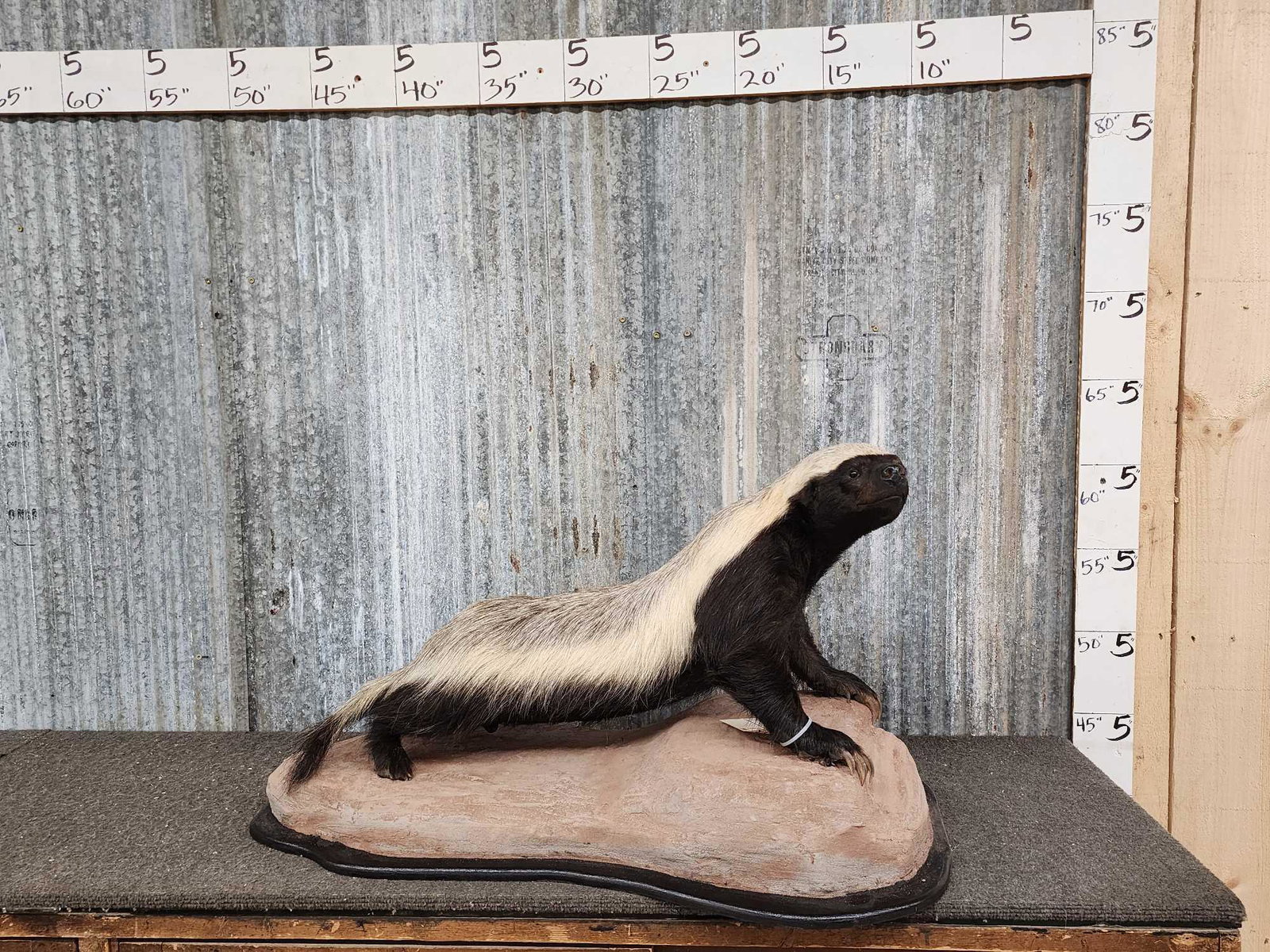 African Honey Badger Full Body Taxidermy Mount - Mar 18, 2023 | Circle ...