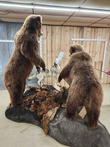 Giant Wolf Full Body Taxidermy Mount