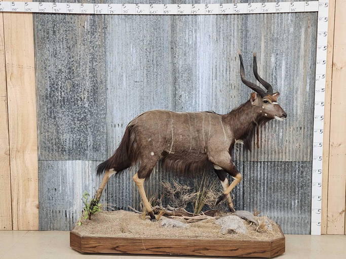 African Nyala Full Body Taxidermy Mount