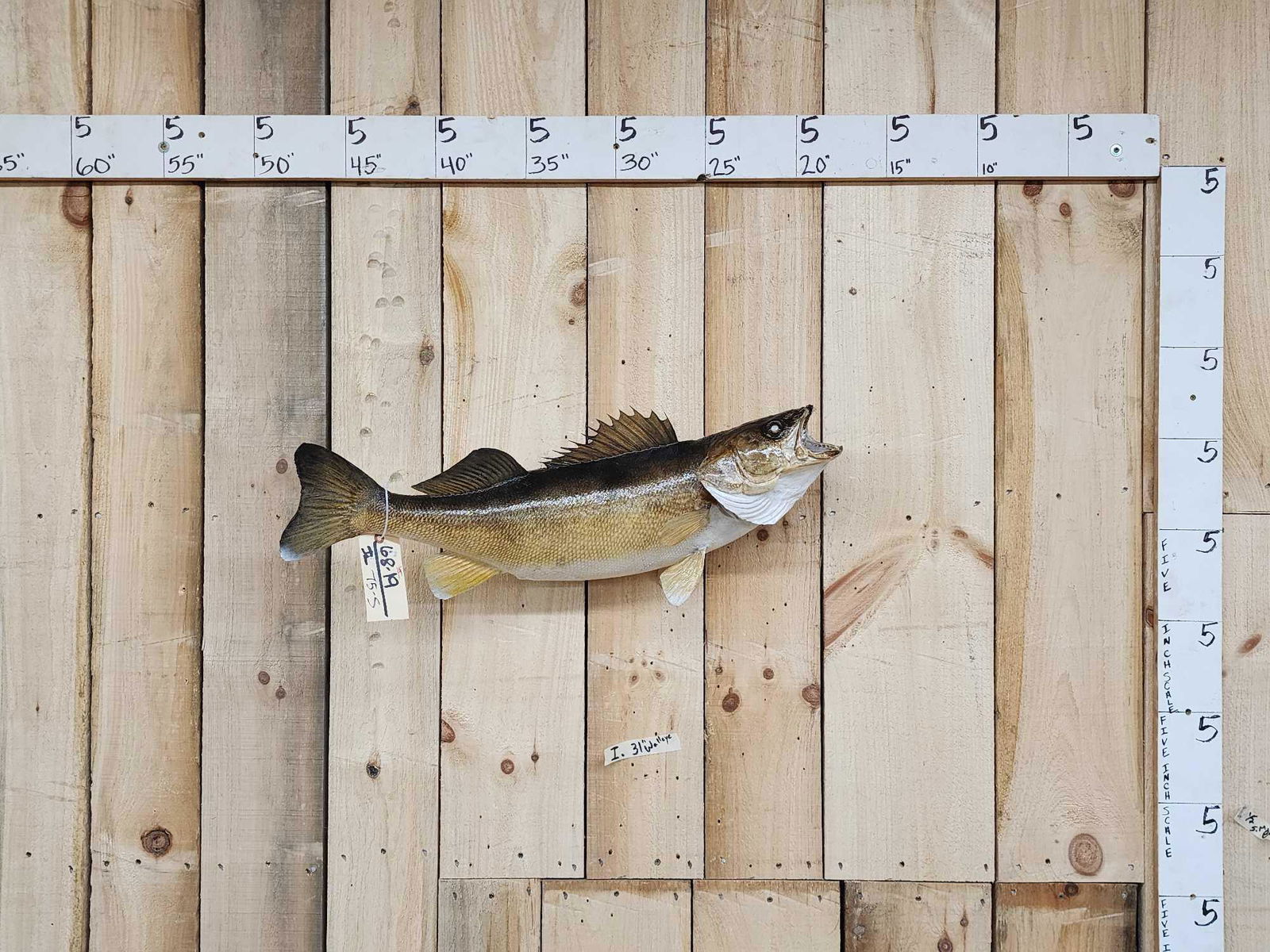 31" Walleye Real Skin Fish Taxidermy - Mar 18, 2023 | Circle M Auctions ...
