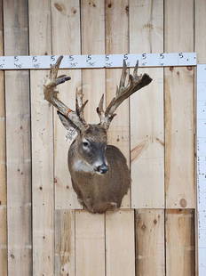Big 160 Class 5x5 Typical Whitetail Shoulder Taxidermy Mount