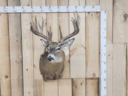Big 160 Class 5x5 Typical Whitetail Shoulder Taxidermy Mount