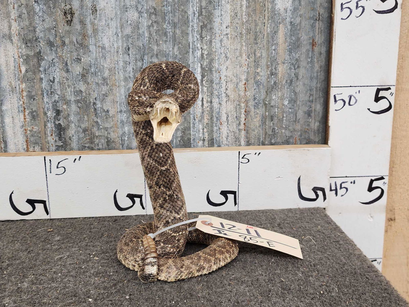 Diamondback Rattlesnake Ready To Strike Taxidermy - Mar 18, 2023 | Circle M Auctions in IA