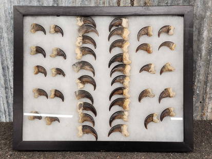 40 Black Bear Claws Taxidermy