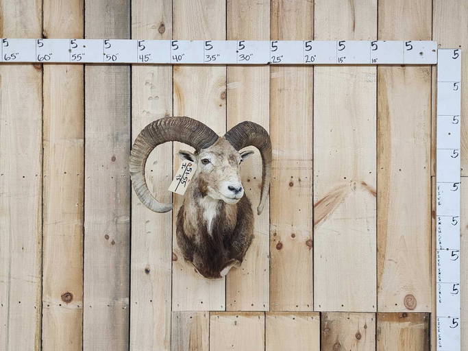 Red Sheep Shoulder Mount Taxidermy