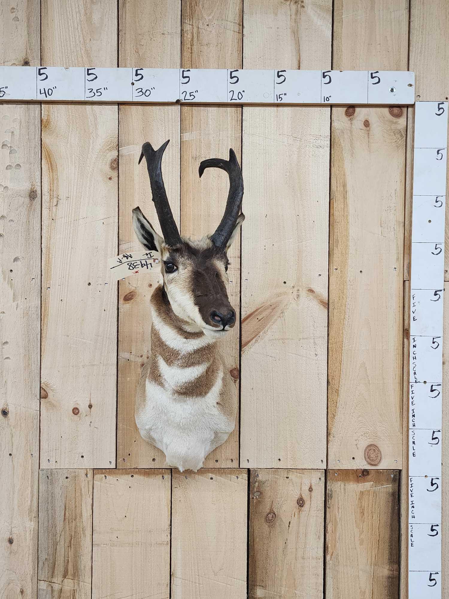 Pronghorn Antelope Shoulder Mount Taxidermy - Mar 18, 2023 | Circle M ...