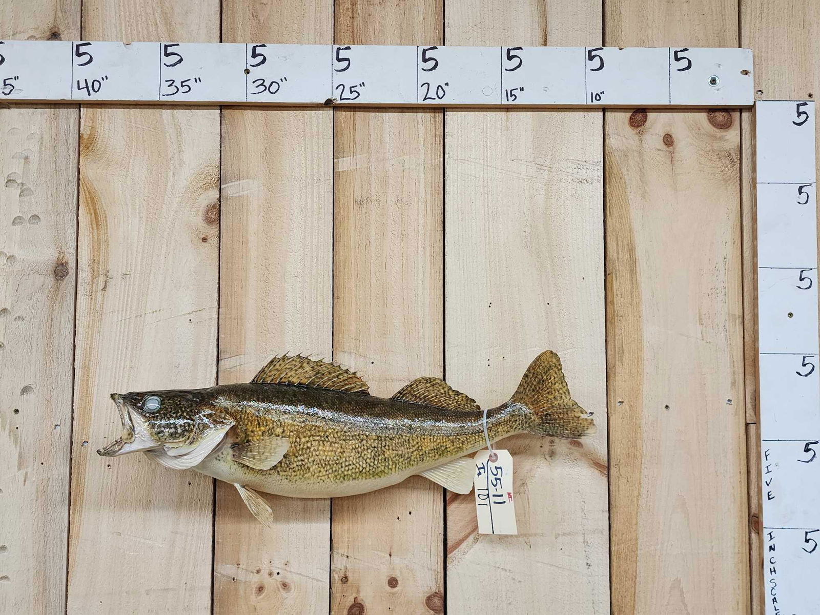 Walleye Real Skin Fish Taxidermy - Mar 18, 2023 | Circle M Auctions in IA