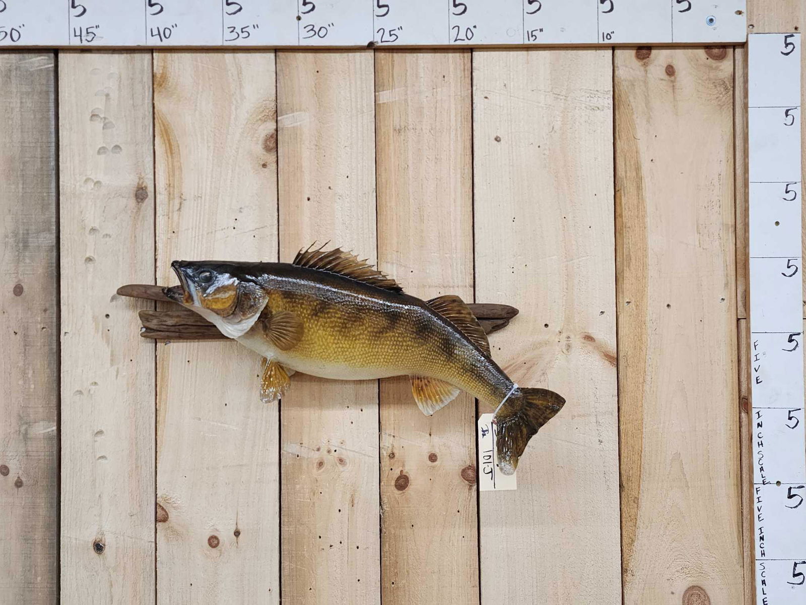 28" Walleye Real Skin Fish Taxidermy - Mar 18, 2023 | Circle M Auctions ...