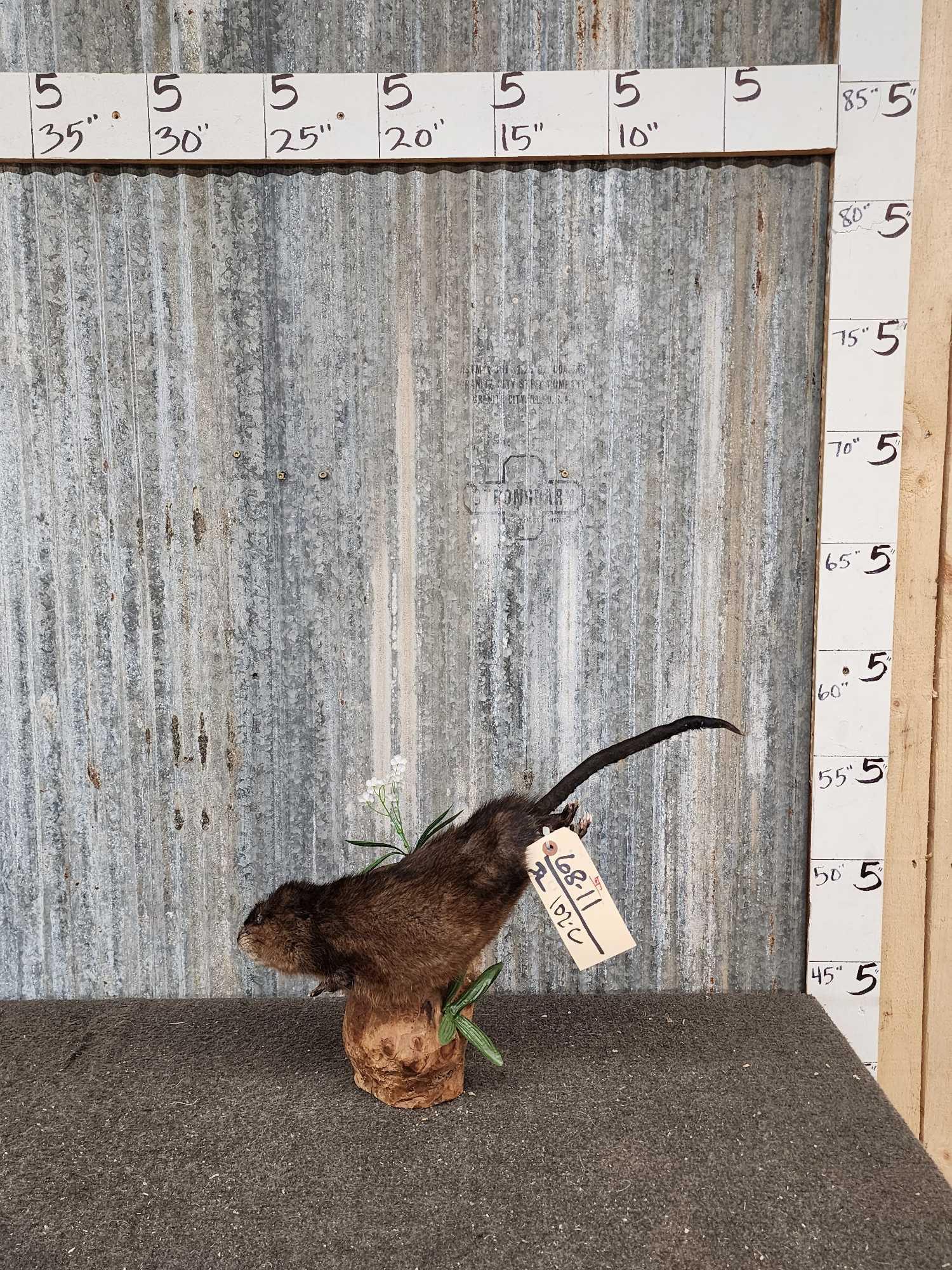 Swimming Muskrat Full Body Taxidermy Mount - Mar 18, 2023 | Circle M ...