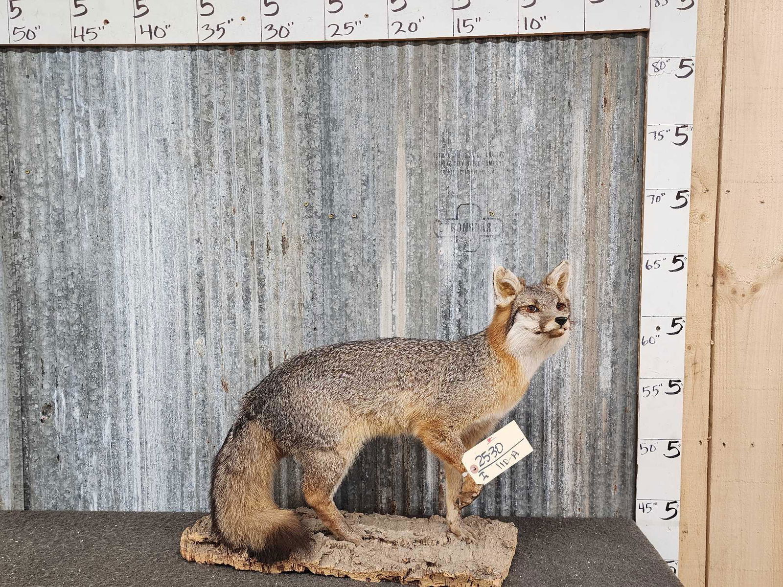 Grey Fox Full Body Taxidermy Mount - Mar 18, 2023 | Circle M Auctions in IA