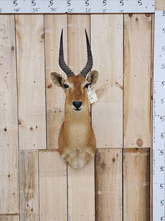 African Addax Antelope Shoulder Mount Taxidermy **texas