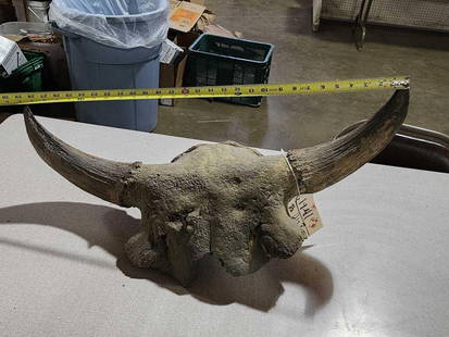 Ancient Bison /buffalo Skull From The Pleistocene