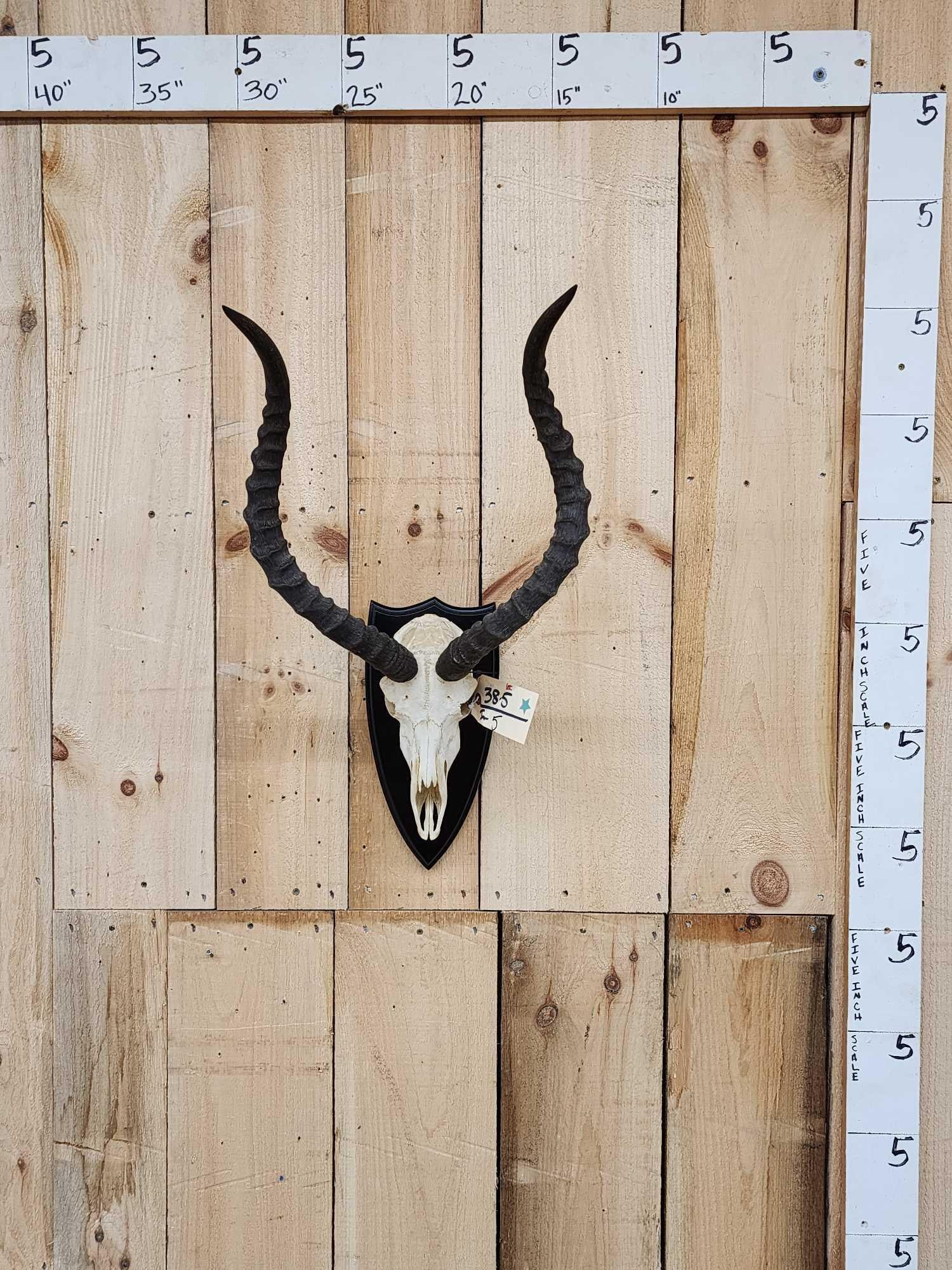 African Impala Skull On Plaque Taxidermy Auction
