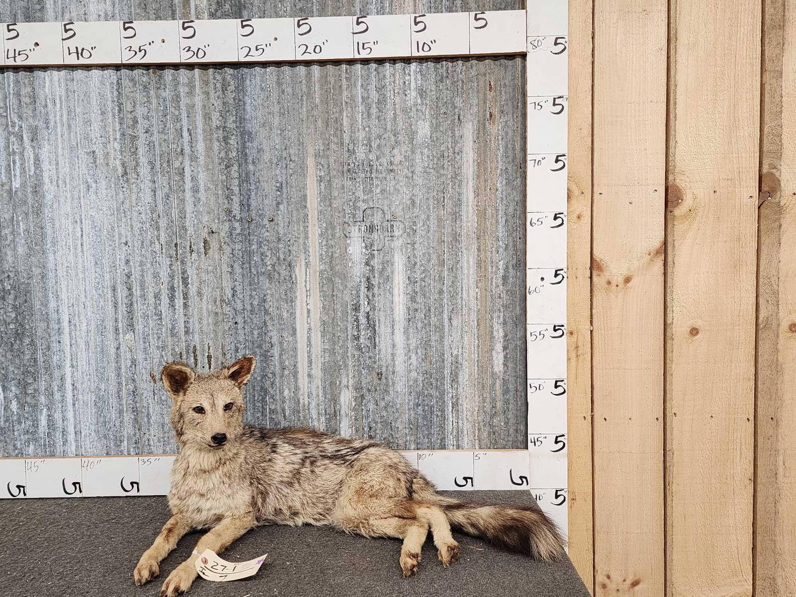 African Black Back Jackal Full Body Taxidermy Mount Auction