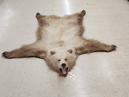 Vintage Grizzly Bear Rug Taxidermy