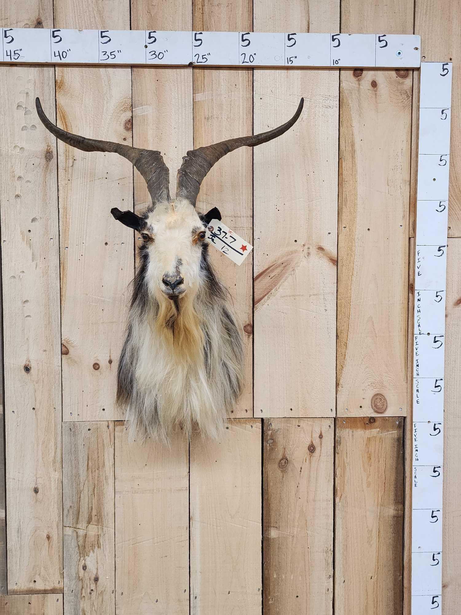 Angora Cross Goat Shoulder Mount Taxidermy Auction