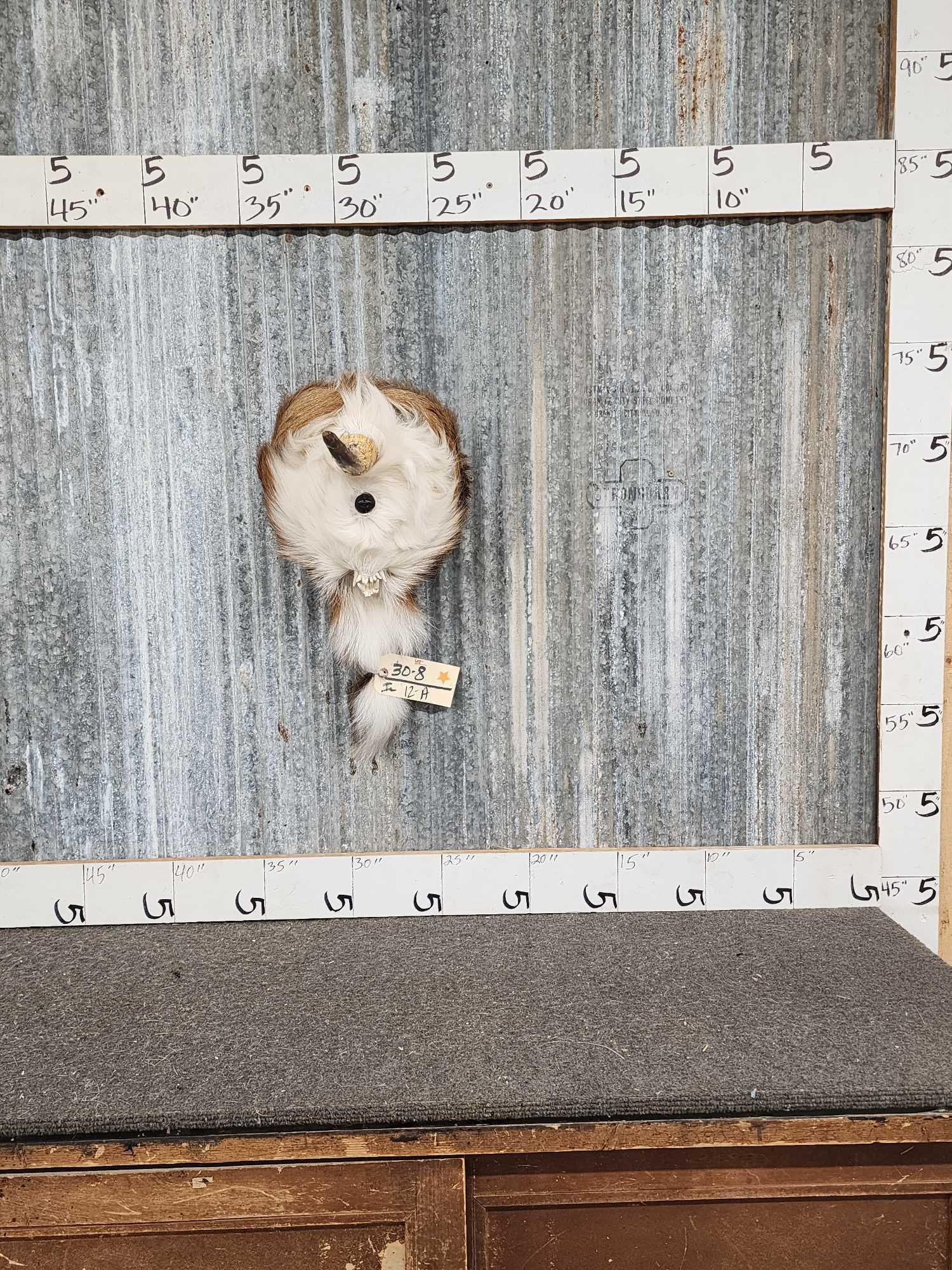 Unicorn Cyclops Swamp Monster Taxidermy Oddities Auction