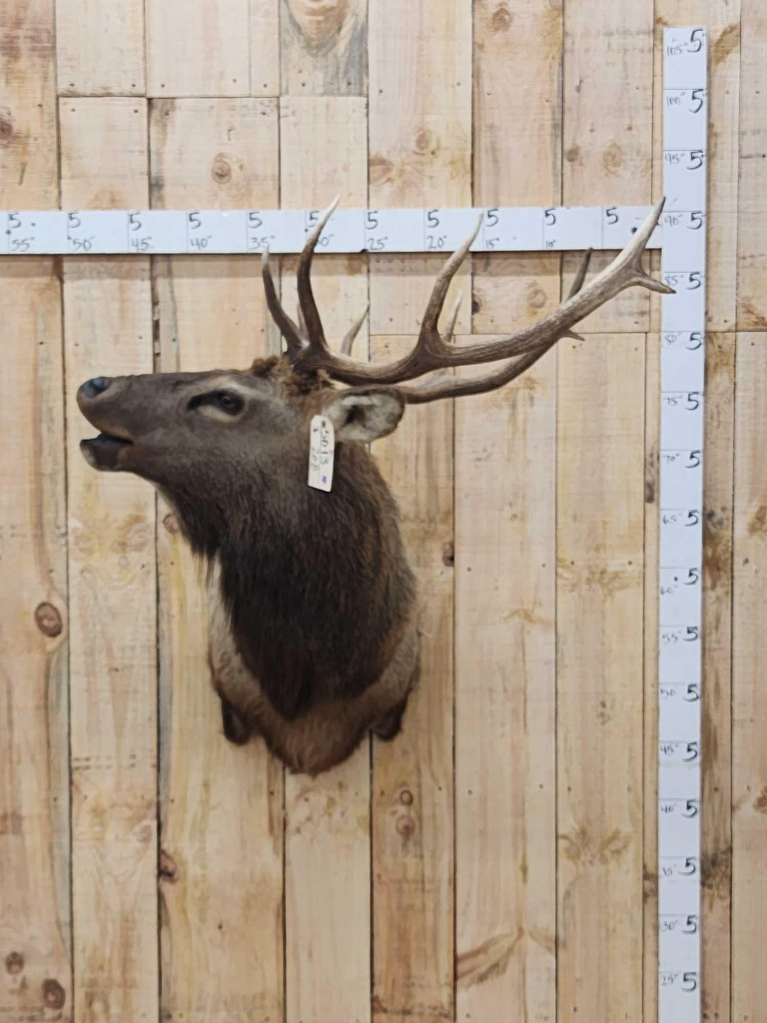 Bugling Bull Elk Shoulder Mount Taxidermy