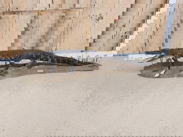 Paddlefish/ Spoonbill Catfish Taxidermy Mount