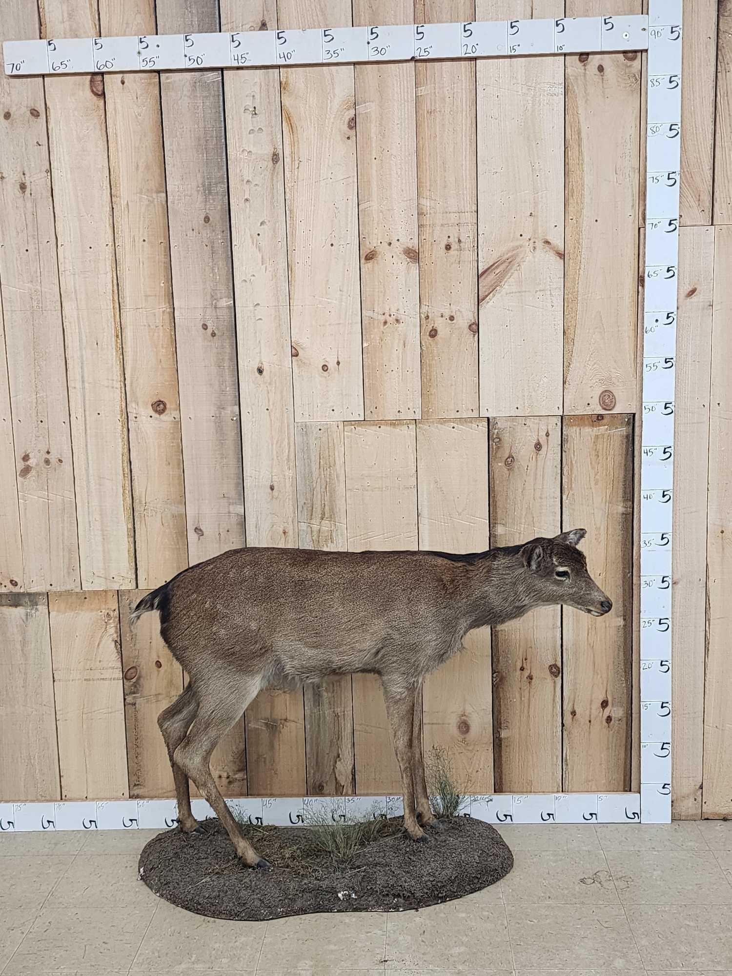 Female Sika Deer Full Body Taxidermy Mount