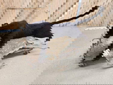 Paddlefish/ Spoonbill Catfish Taxidermy Mount