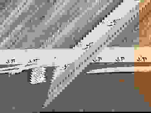 Paddle Fish Or Spoonbill Catfish Skull Auction