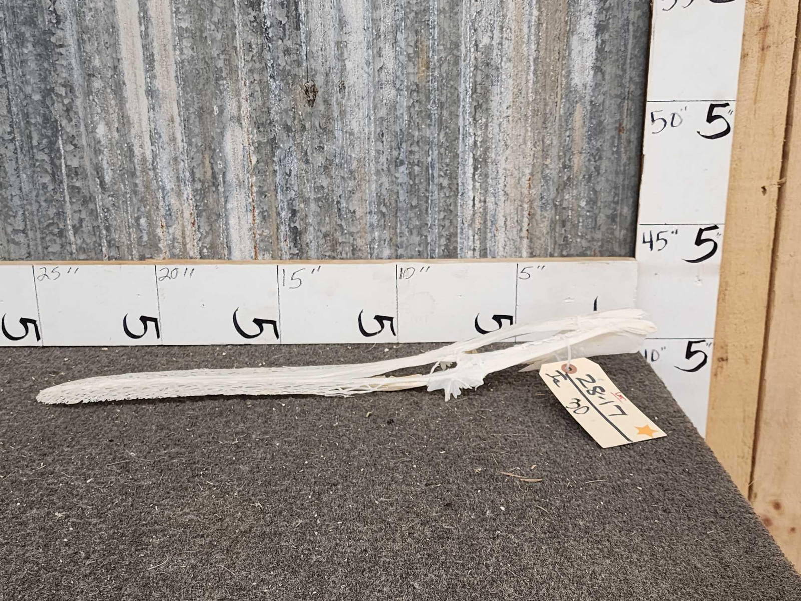 Paddle Fish Or Spoonbill Catfish Skull Auction