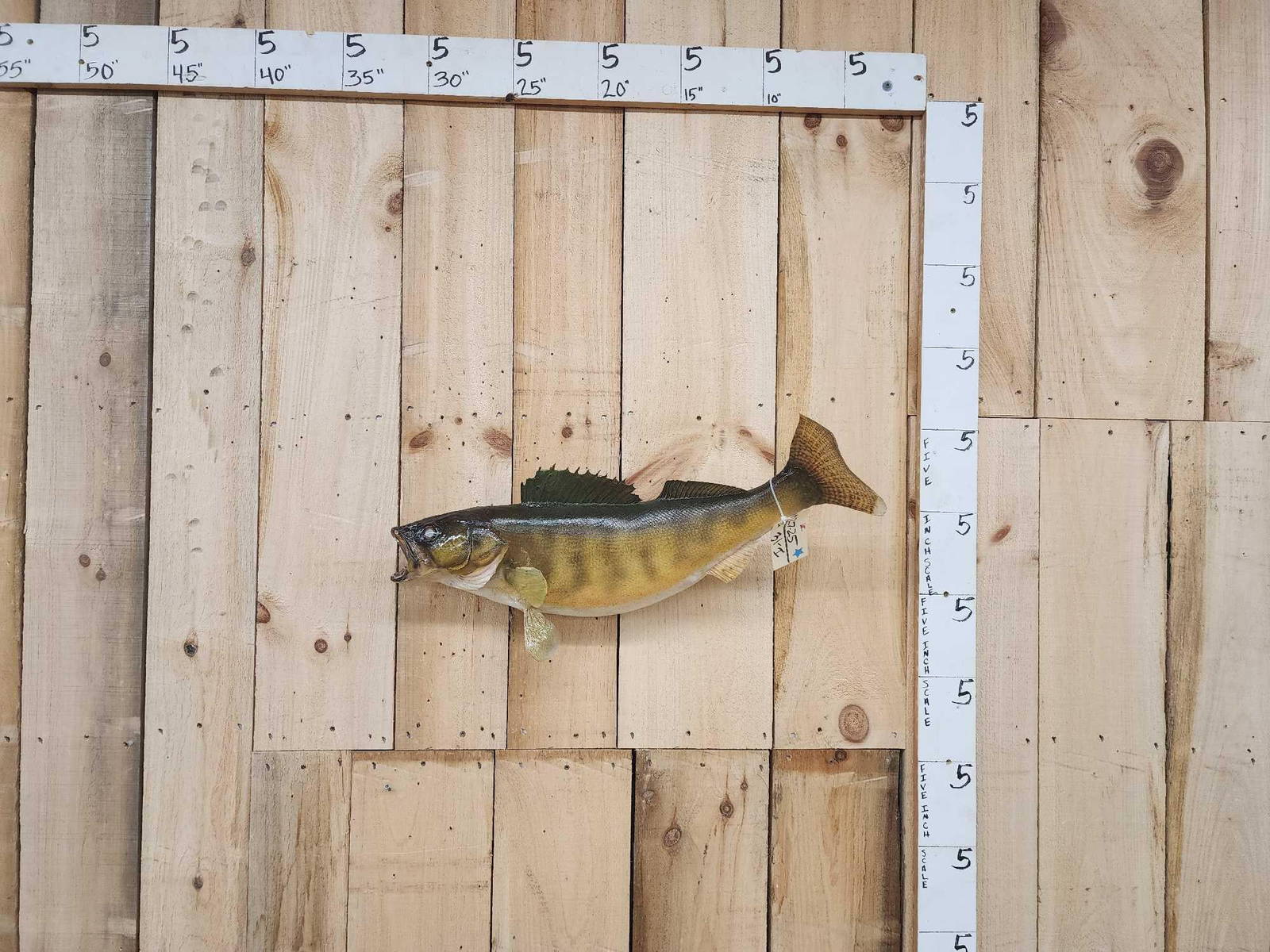 29" Walleye Real Skin Fish Taxidermy Auction