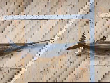 Paddlefish/ Spoonbill Catfish Taxidermy Mount