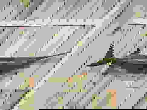 67" Spoonbill Catfish Or Paddle Fish Reproduction Fish Taxidermy Auction