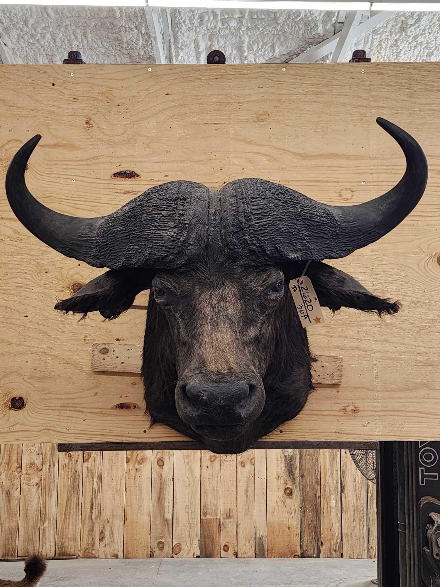 African Cape Buffalo Shoulder Mount Taxidermy Auction