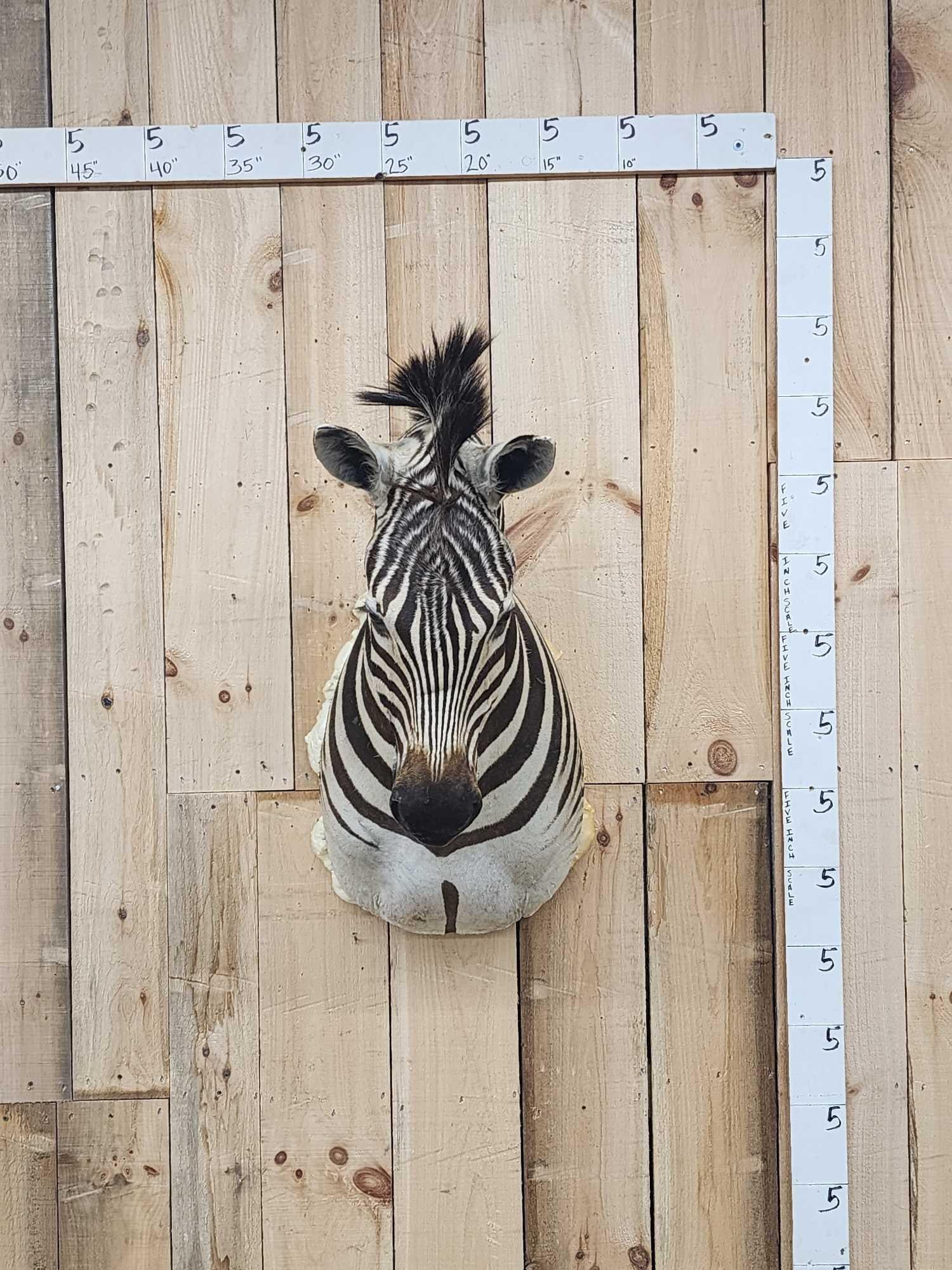 Zebra Shoulder Mount Taxidermy Auction