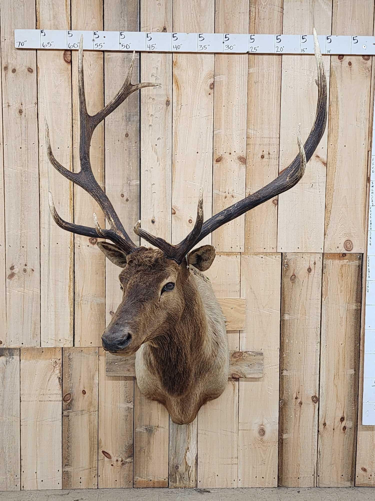 6x6 Elk Shoulder Mount Taxidermy Auction
