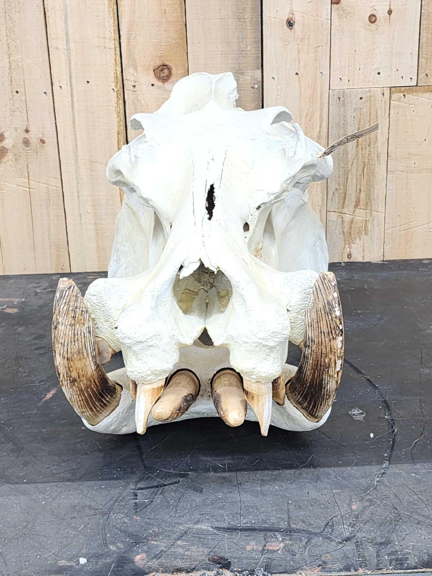 Hippopotamus Skull Taxidermy Auction