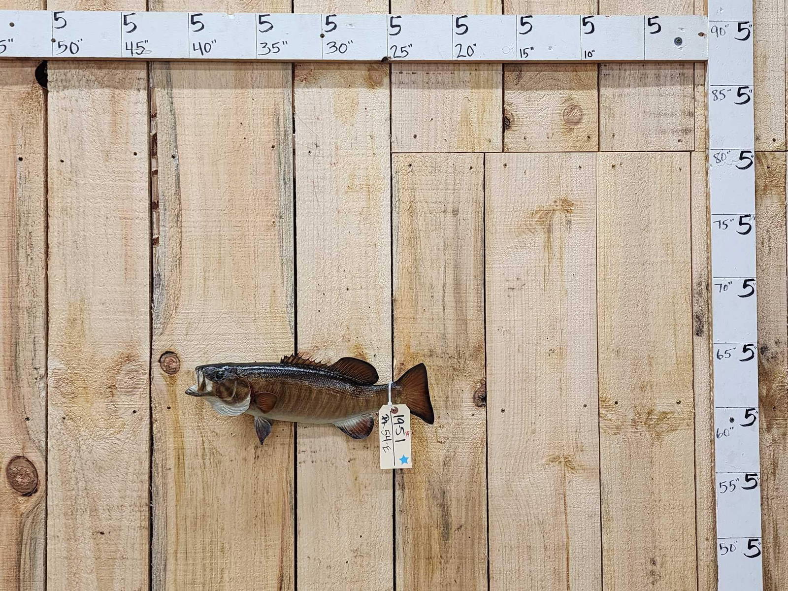 19" Smallmouth Bass Real Skin Fish Taxidermy Auction