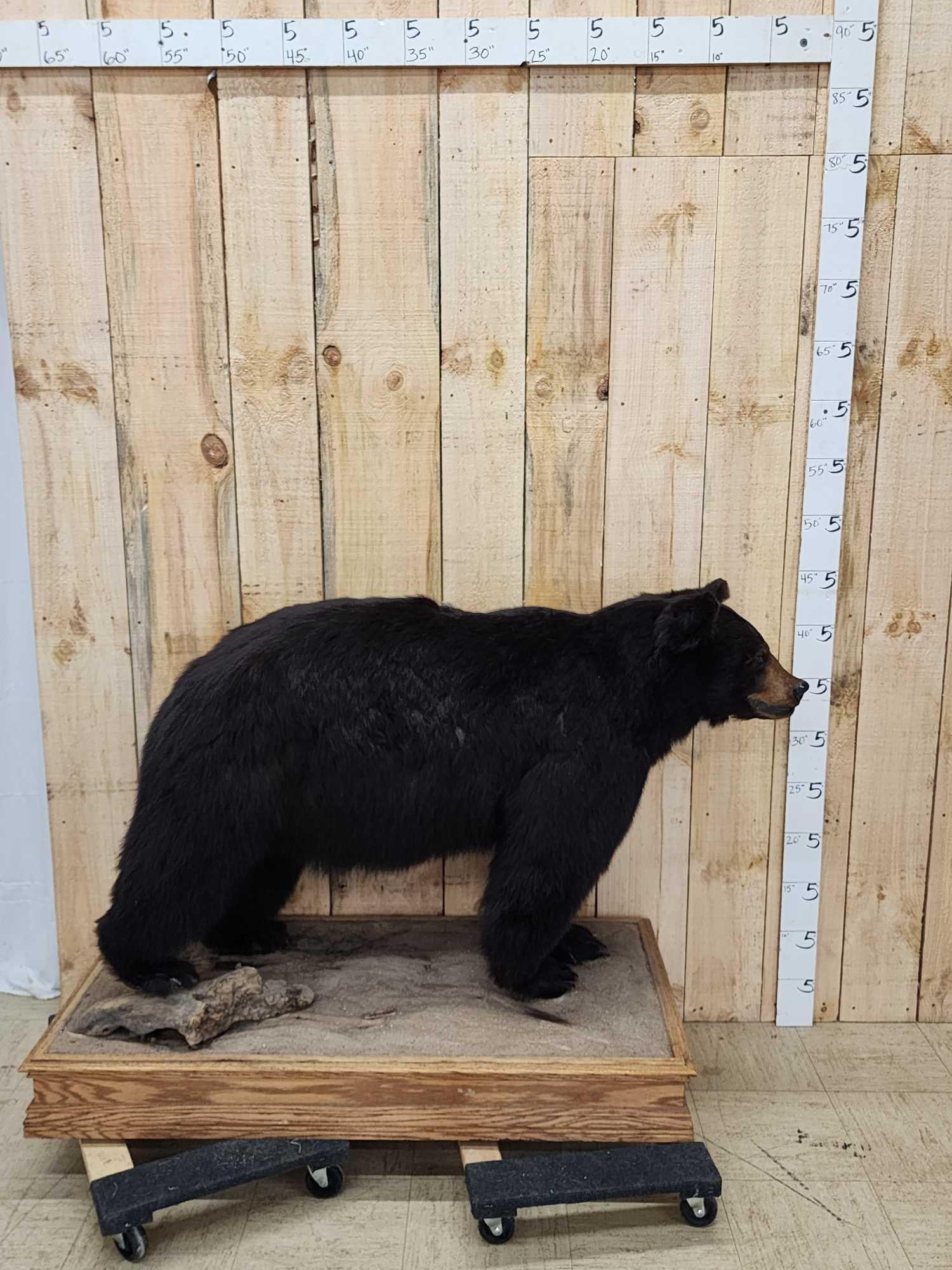 Black Bear Full Body Taxidermy Mount Auction