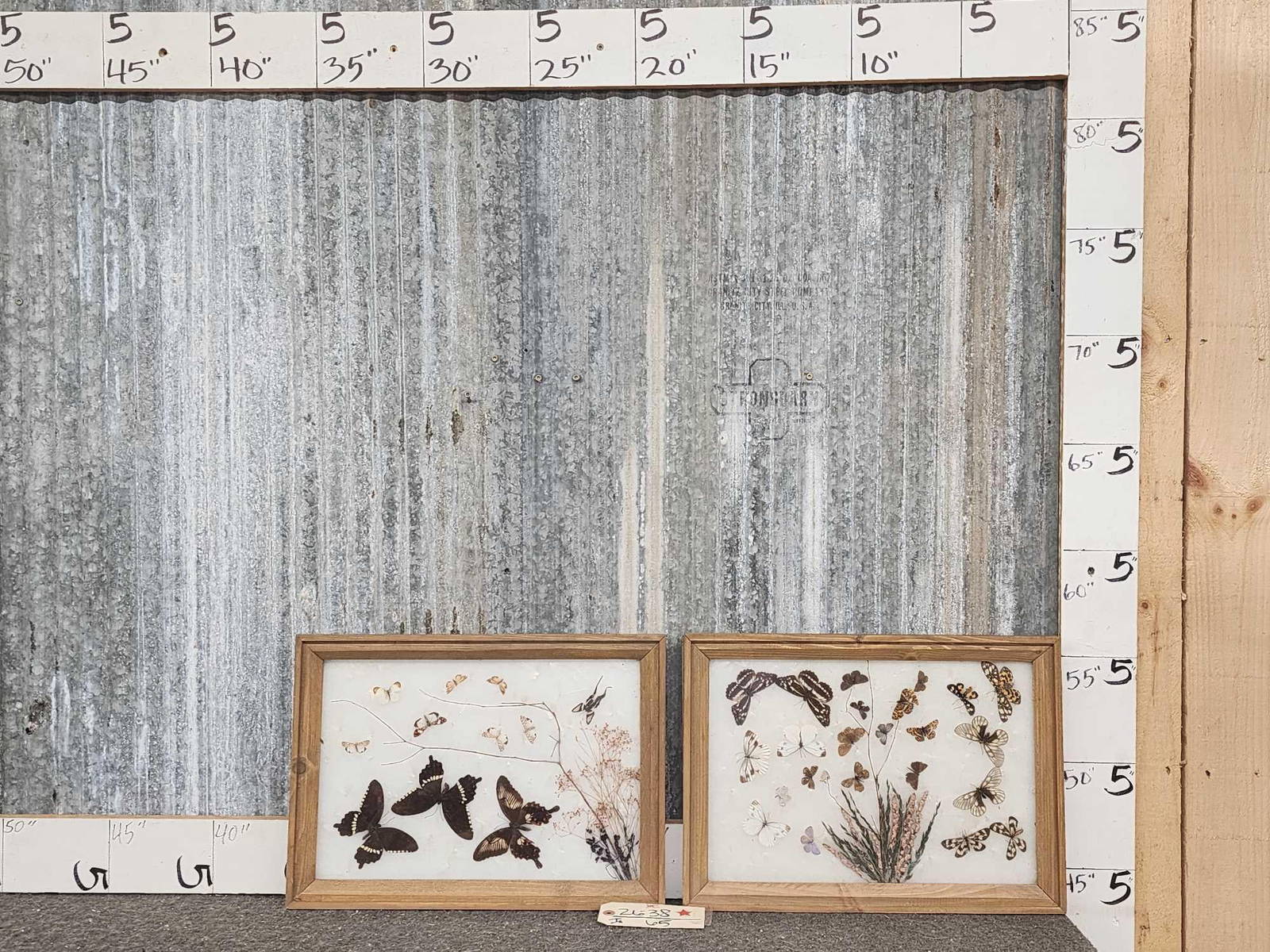 2 Frames Of Taxidermy Butterflies From Around The World Auction