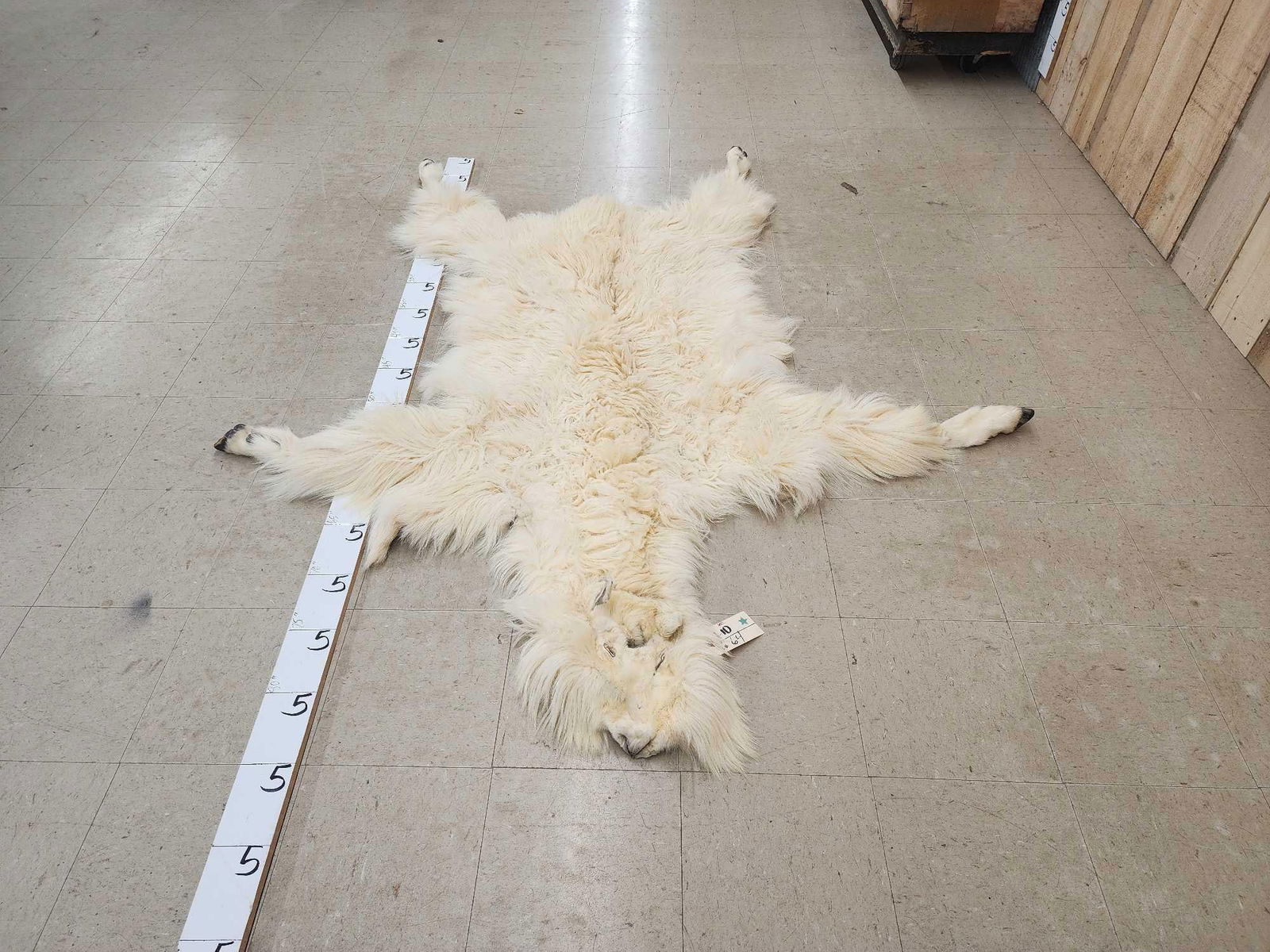 Mountain Goat Cape For Full Body Taxidermy Mount