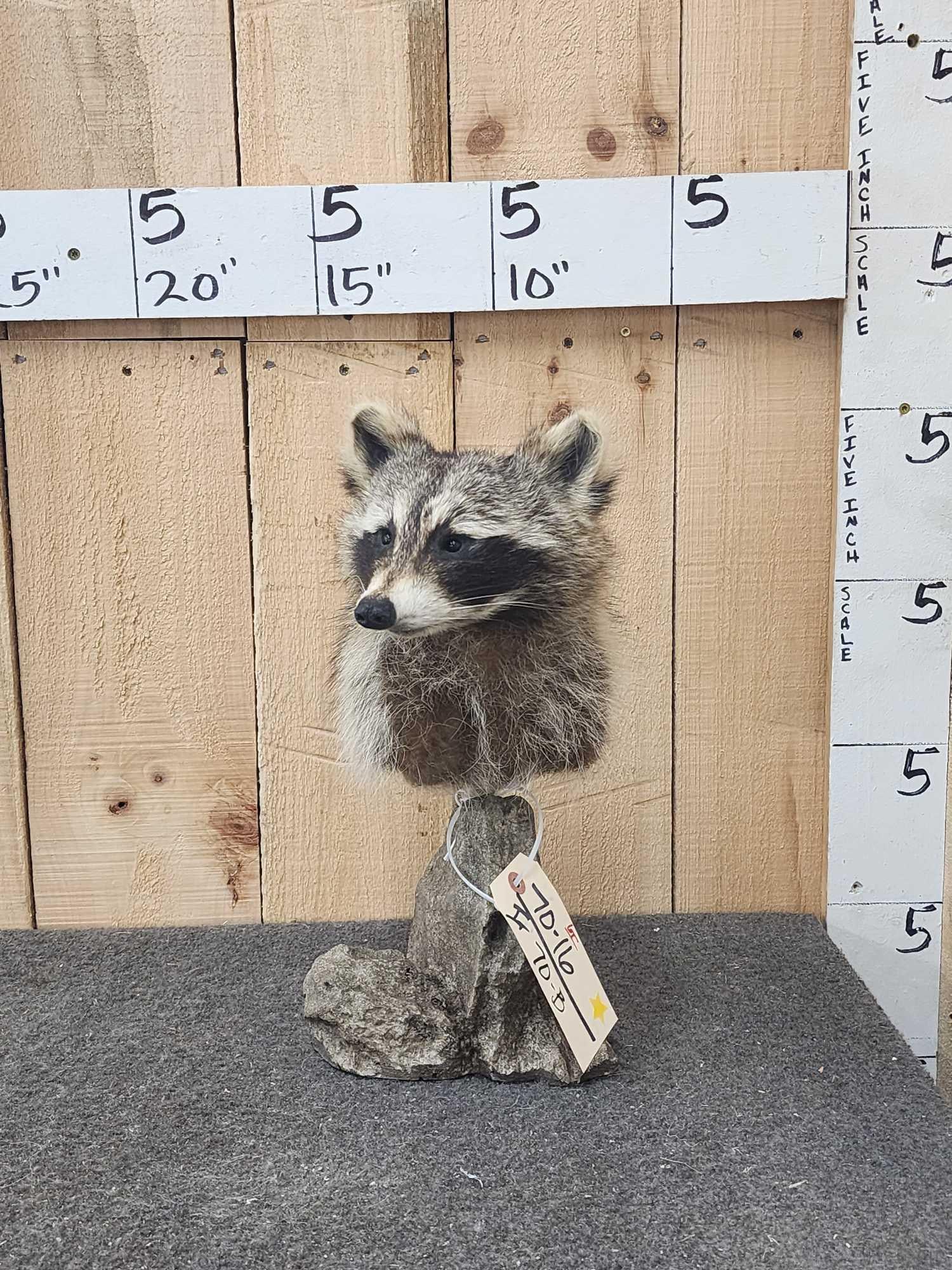 Raccoon Bust Table Top Pedestal Taxidermy Auction