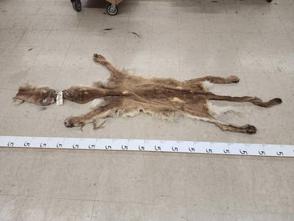 Soft Tanned Mountain Lion Pelt For Taxidermy