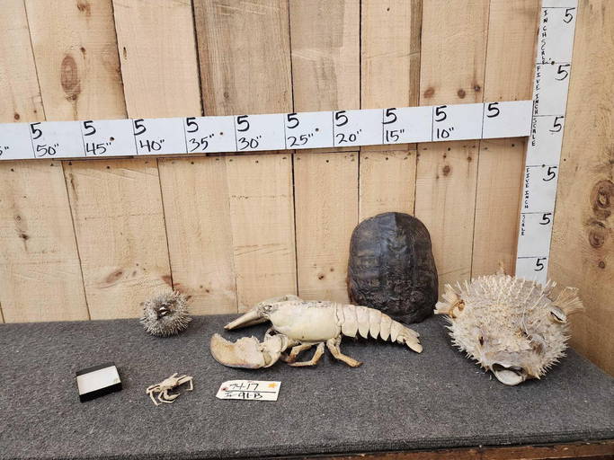 Taxidermy Lobster, Crab , Puffer Fish & Snapping Turtle Shell