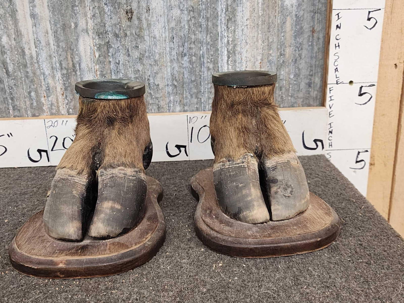 Pair Of Vintage Moose Hoof Ashtrays Taxidermy Auction