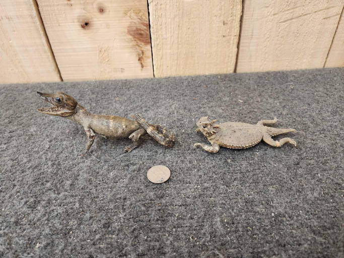 Baby Caman & Horned Toad Taxidermy Mounts