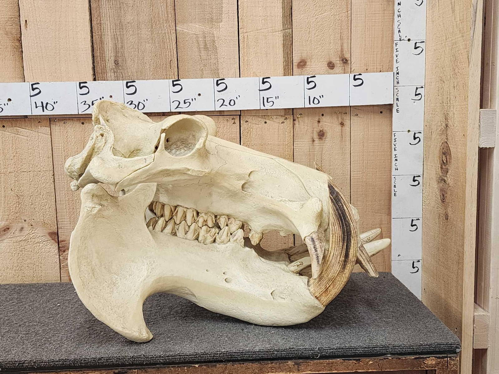 Reproduction Hippopotamus Skull Taxidermy Auction