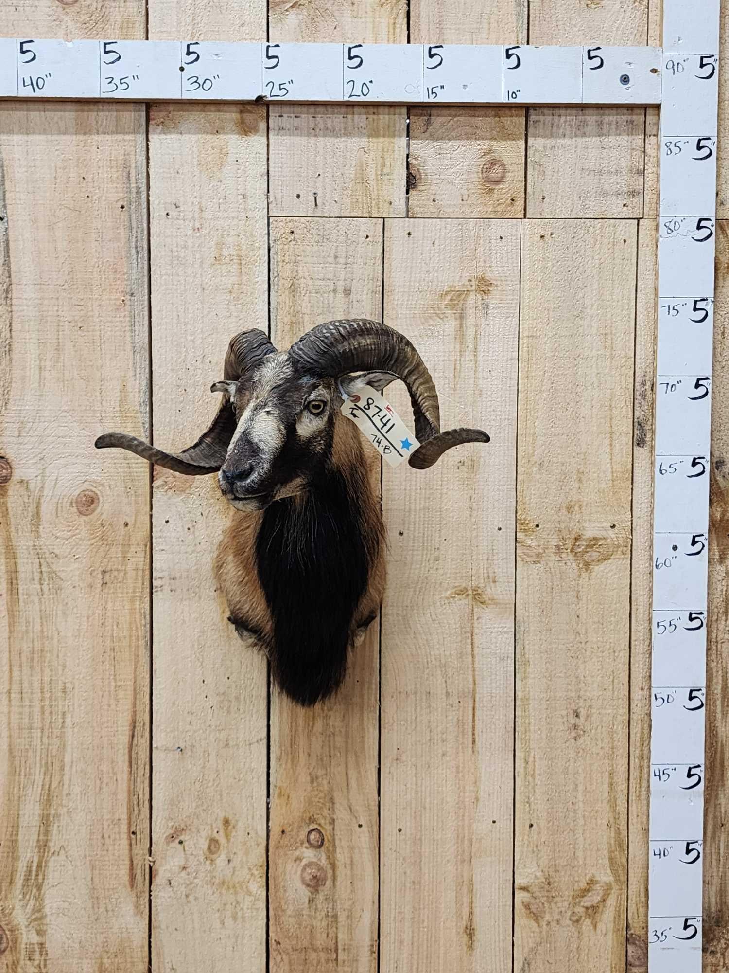 Mouflon Ram Sheep Shoulder Mount Taxidermy Auction