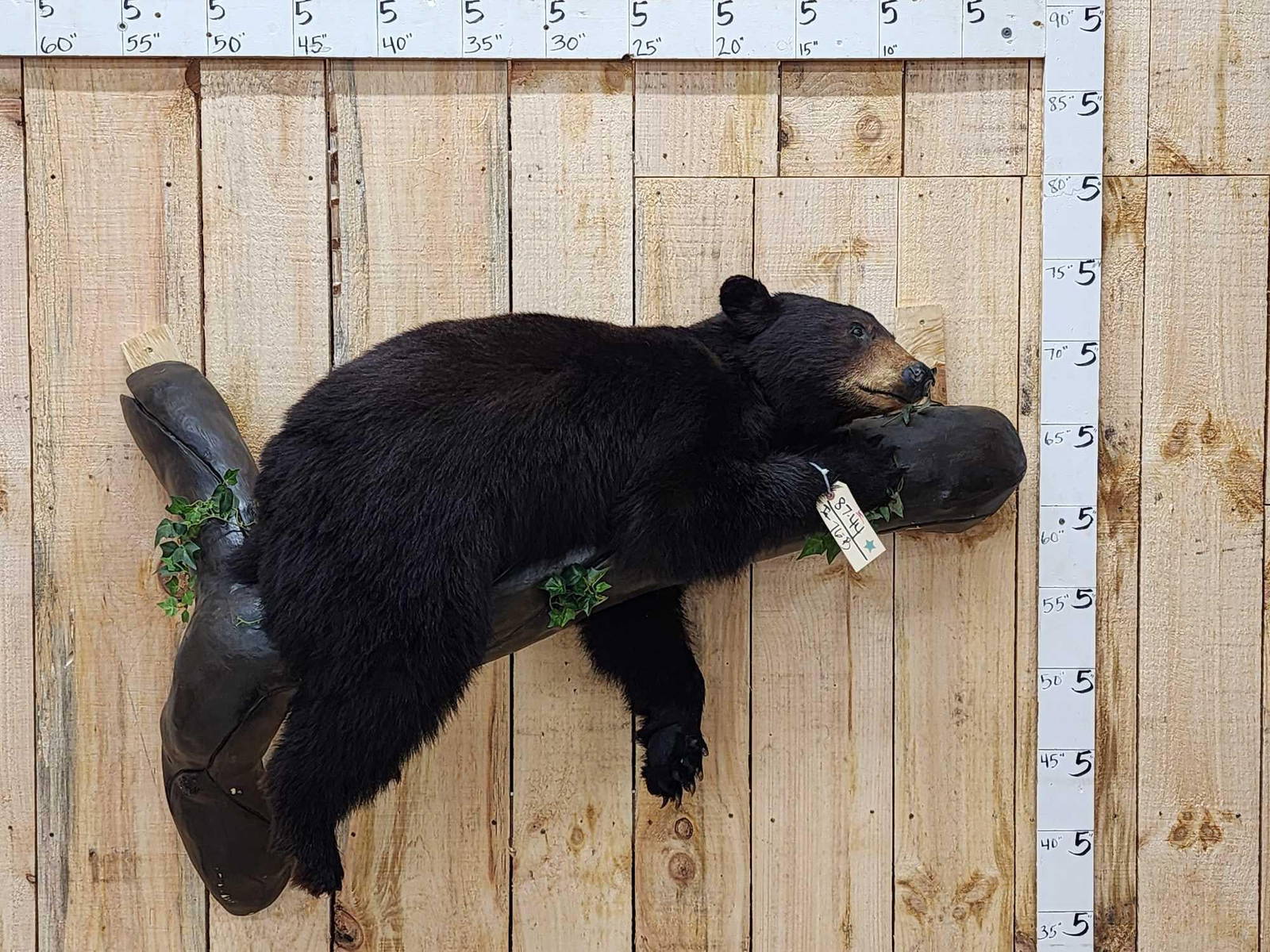 Juvenile Black Bear On A Limb Taxidermy Mount Auction